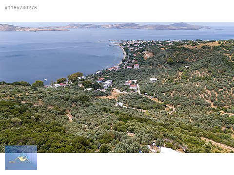 ERDEK NARLI TATİL KÖYÜNDE SATILIK ZEYTİN BAHÇESİ - Satılık Arsa ...